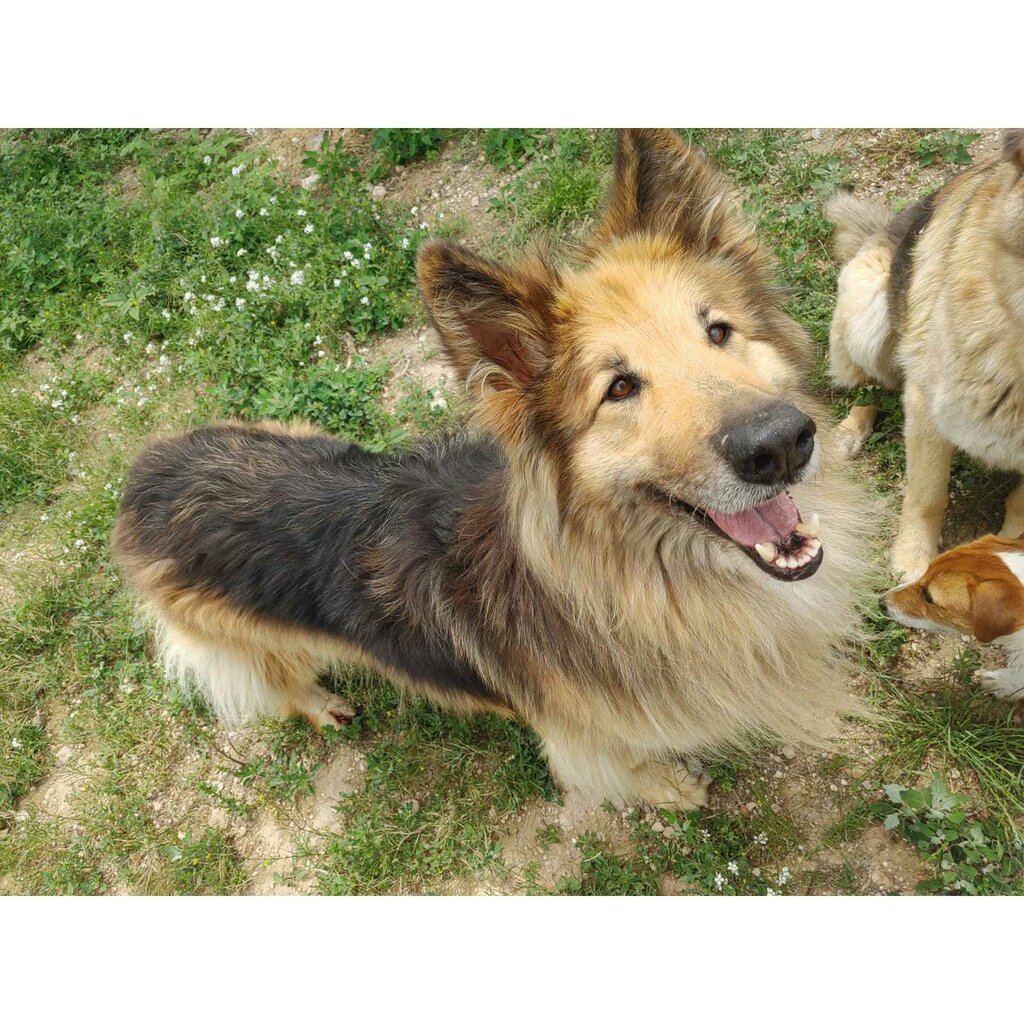 Evcil hayvan yetiştiricileri Guardería Canina Villa Perruana, Valensiya, foto