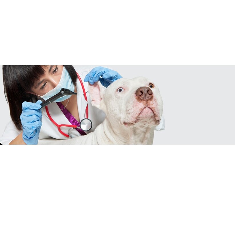 Veteriner klinikleri Clinica Veterinaria Basaldua, , foto