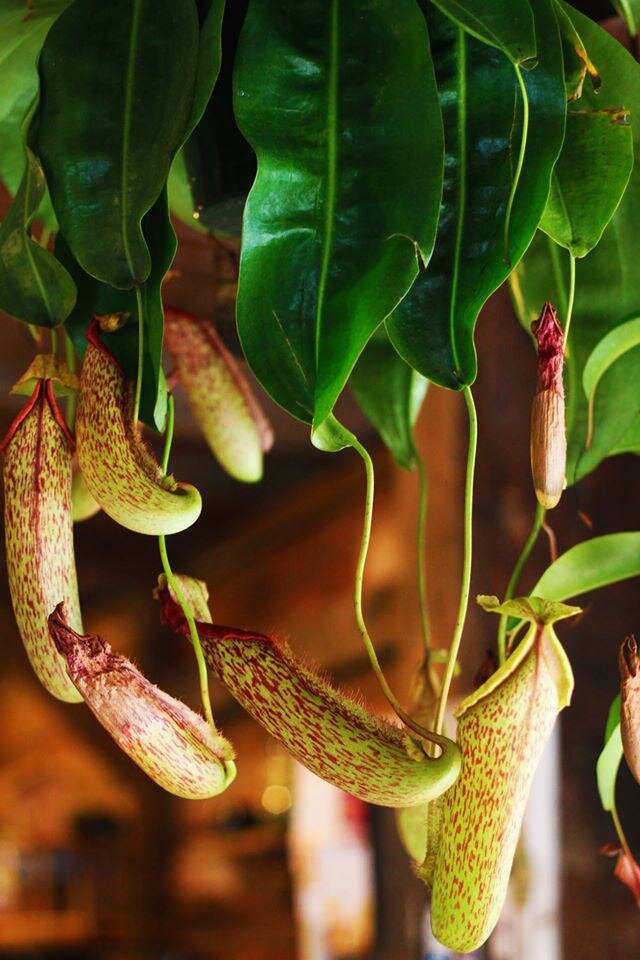Giyim mağazası Fiddleheads Garden Center, Georgia Eyaleti, foto