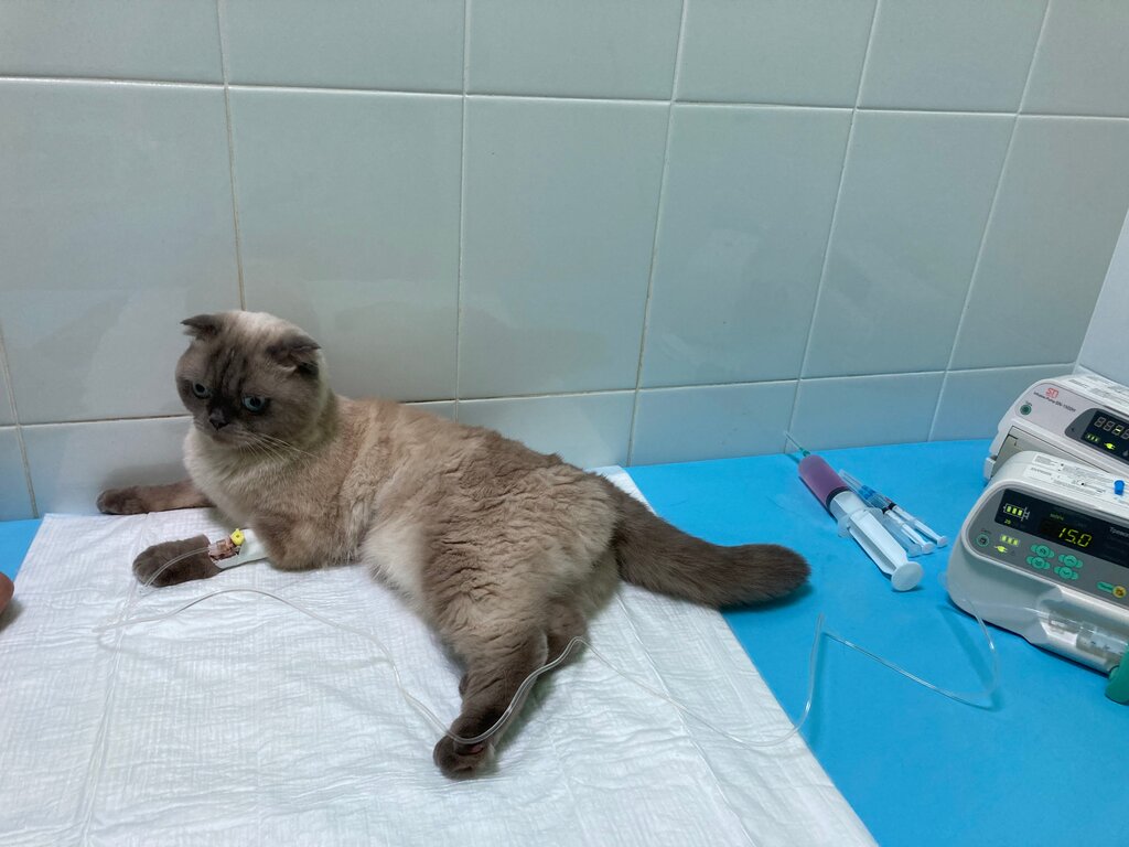 Veteriner klinikleri Ot Nosa do Khvosta, Nijni Novgorod, foto