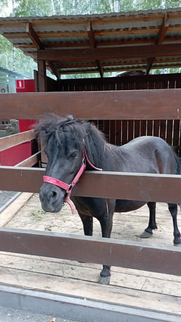 Hayvanat bahçeleri Мини-Ферма, Tomskaya oblastı, foto