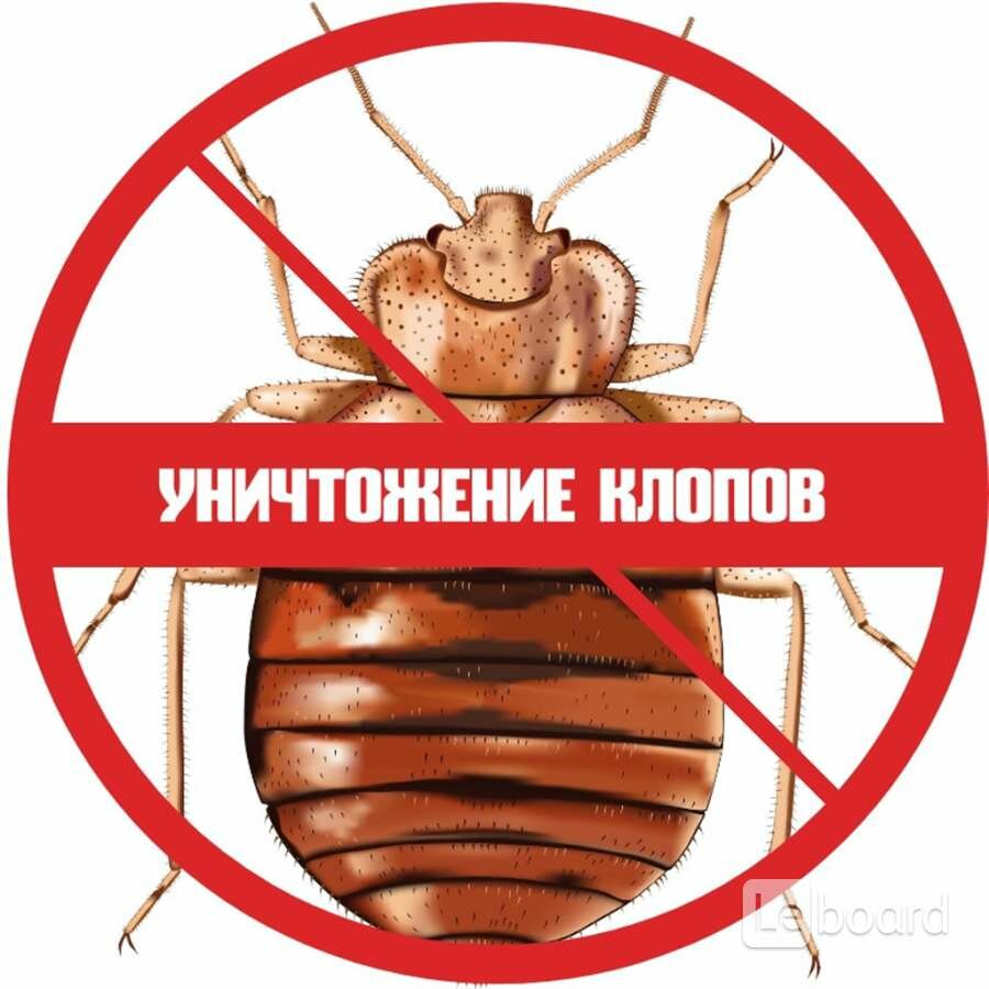 Haşere ilaçlama firmaları Anti klop, Krasnoyarsk, foto