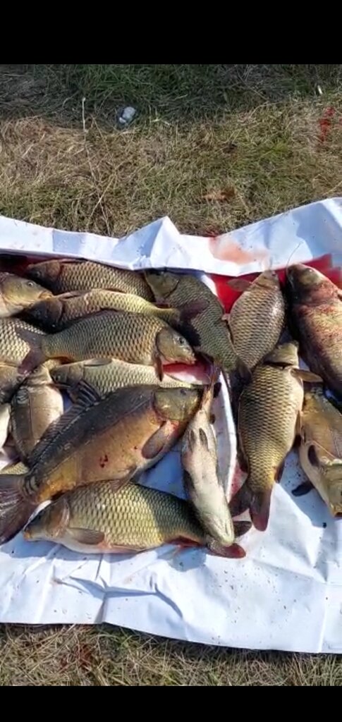 Balık çiftçiliği ve toptancıları Рыбалка у дяди Фёдора, Voronejskaya oblastı, foto
