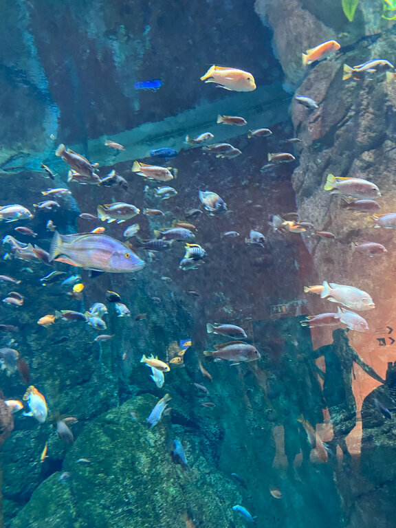 Hayvanat bahçeleri Wrocław Zoo, Wroclaw, foto