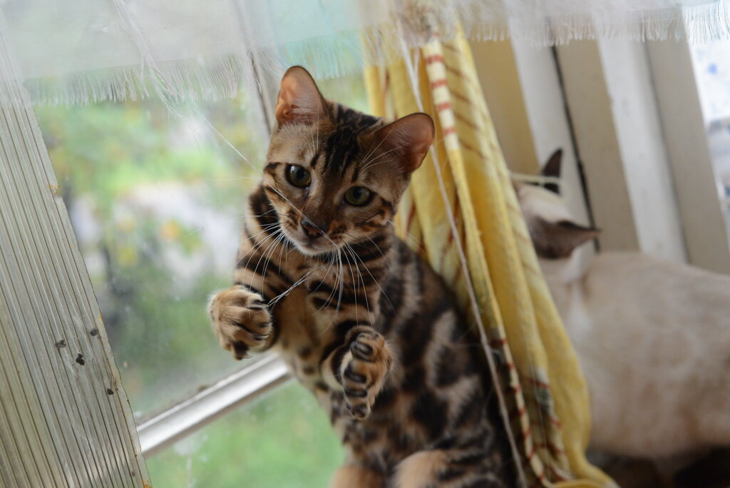 Evcil hayvan yetiştiricileri Bengal cattery Pop'Yubeng, Saint‑Petersburg, foto