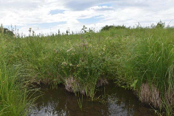 Doğa Ландшафтно-ботанический памятник природы Урочище Гнилые лозки, Orenburgskaya oblastı, foto