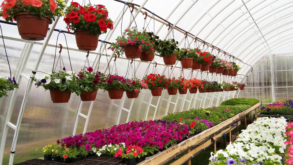 Fidan yetiştiriciliği Pitomnik dekorativnykh rasteny Sotsvetiye, Novgorodskaya oblastı, foto