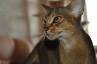 Evcil hayvan yetiştiricileri Pitomnik Elite Kitties, Çehov, foto