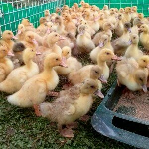 Tarım firmaları Internet magazin Ptichy dvorik, Krasnoyarski krayı, foto