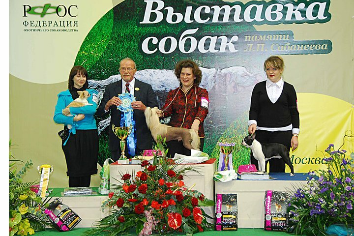 Evcil hayvan yetiştiricileri Gidaori, Moskova, foto