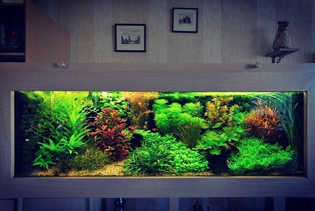 Akvaryumlar Salon akvariumistiki Fishman, Yekaterinburg, foto