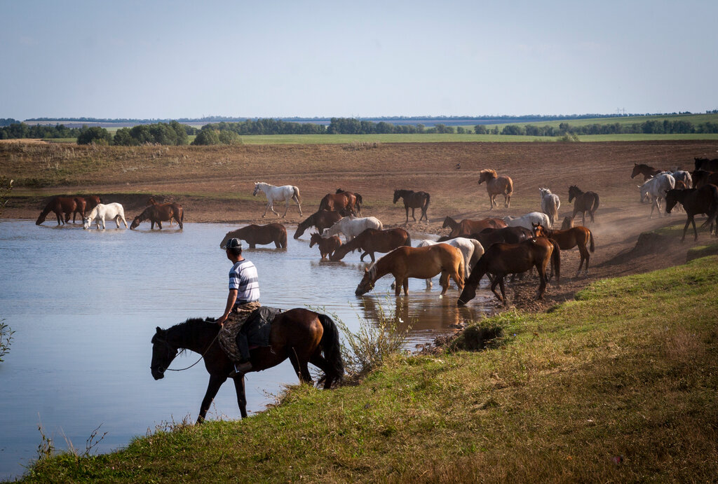 At ve binicilik kulüpleri Маргошина Конюшня, Samarskaya oblastı, foto