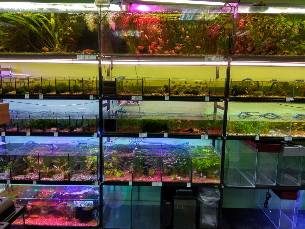 Petshop Аквариум, Voronej, foto
