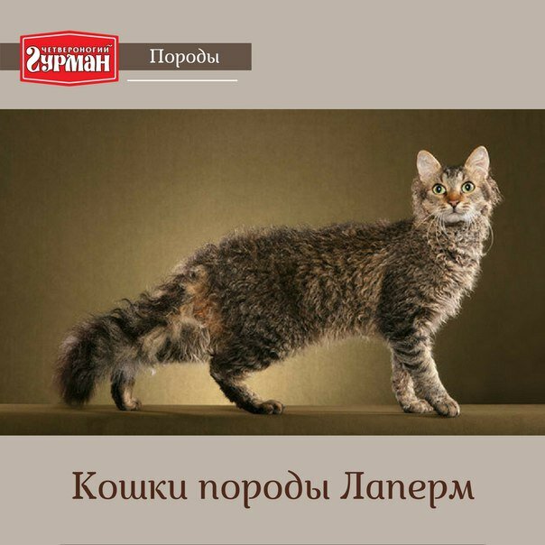 Evcil hayvanlar için ürünler Chetveronogiy Gourman, Moskova, foto