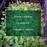 Saplings and seedlings (Privokzalnaya ulitsa No:22), fidan yetiştiriciliği  Mtsensk'ten