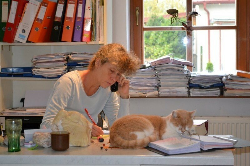 Veteriner klinikleri Tierarztpraxis Wolfsgraben Dipl Tzt -Susanne Holzbecher, Aşağı Avusturya, foto