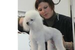 Casa del Cane - Staff Pezzati (Via Catania No:39, Palermo), petshop  Palermo'dan