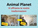 Animal Planet (Campania, Salerno, Eboli, Battipaglia, Via Giuseppe Verdi), akvaryumlar  Campania'dan