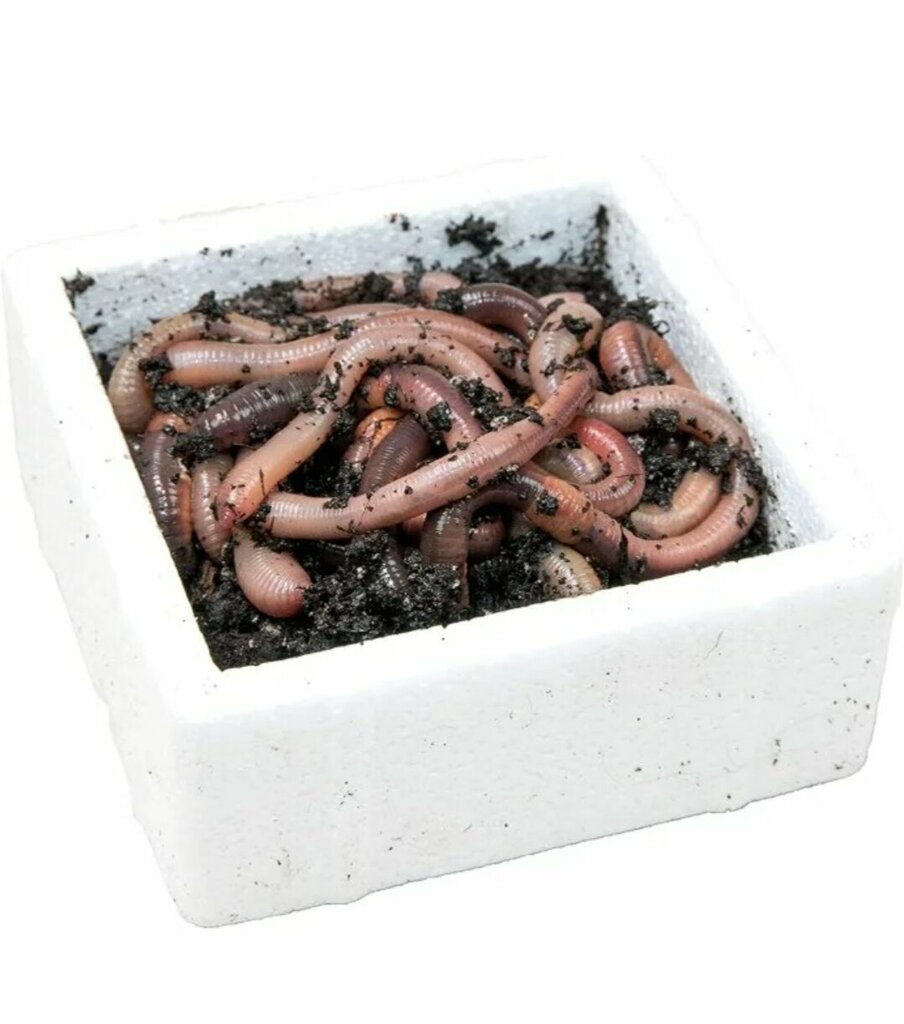 Balıkçılık ekipman firmaları Zhivye nasadki dlya rybalki, Moskova ve Moskovskaya oblastı, foto