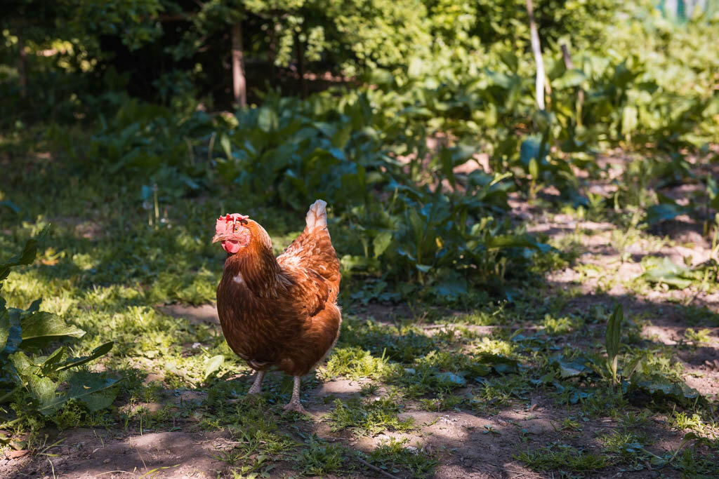 Huzurevi, bakımevi Nursing home Dacha in Yukki, Saint‑Petersburg ve Leningradskaya oblastı, foto
