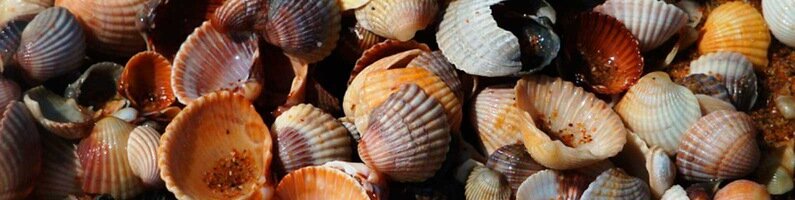 i̇nternet portalları Internet-portal Kuchugury.ru, Krasnodarski krayı, foto