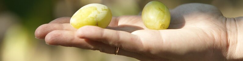 Sera ve bahçe ürünleri Terroir, Kiev Bölgesi, foto