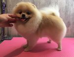 Zoosalonmadamkoshkinoy (No:17, Kupelinka Subdistrict, kvartal Severny, derevnya Sapronovo), evcil hayvan kuaförleri  Moskova ve Moskovskaya oblastından