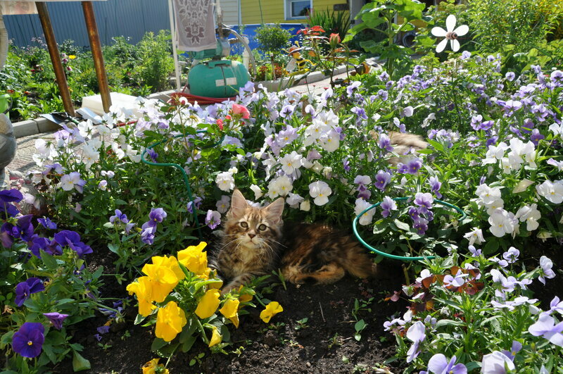Evcil hayvan yetiştiricileri Semikin Coon, Anapa, foto