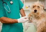 Ambulatorio Veterinario Fantino - Cavalla (Piedmont, Provincia di Cuneo, Via Roma, 199), veteriner klinikleri  Piyemonte'den