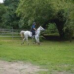 Centro Equestre La Luna Nuova Asd (Lombardy, Province of Mantua, Strada Cadorna Luigi), evcil hayvan yetiştiricileri  Lombardiya'dan