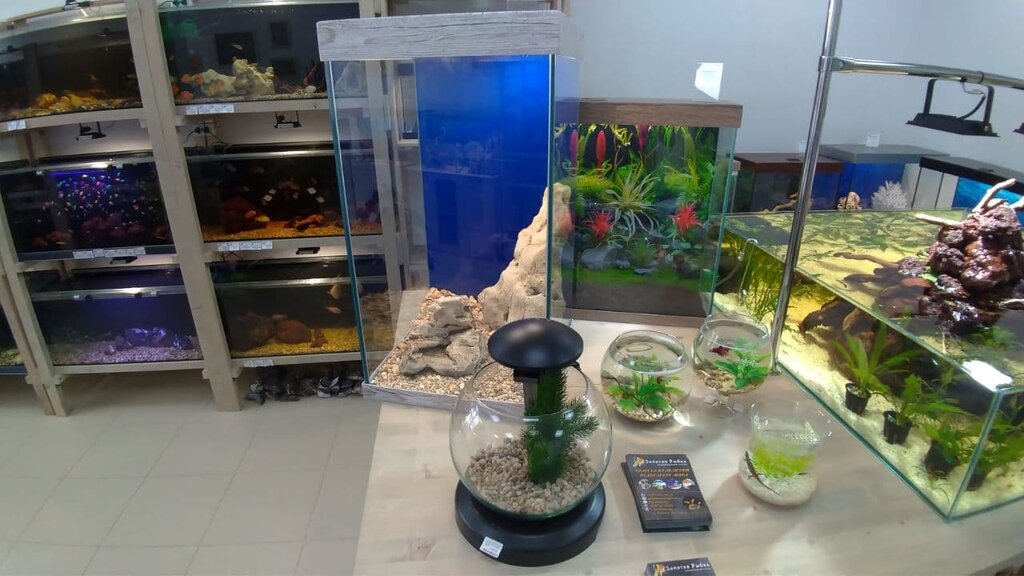 Akvaryumlar GoldFish, Krasnodar, foto