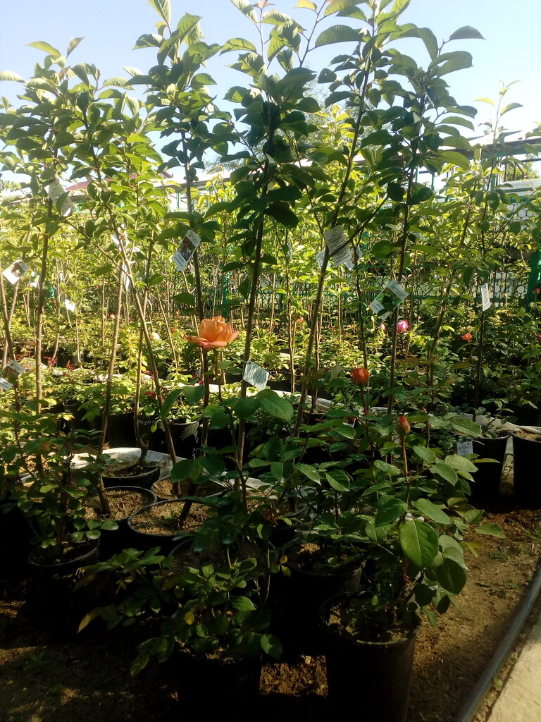 Fidan yetiştiriciliği Engelssky plodopitomnik Pokrovsky dvorik, Engels, foto