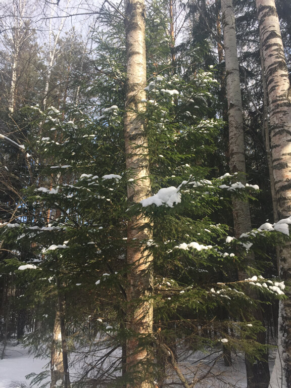 Orman Kholmogorovsky forest, Izhevsk, foto
