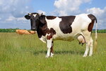 Agrimpianti (Via Gaetano Scirea No:15, Parma), tarım makineleri, ekipmanlar  Parma'dan