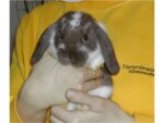 Tierordination Klosterneuburg Dr. Urban-vet4pet. at Kg (Albrechtstraße No:22, Klosterneuburg), veteriner klinikleri  Aşağı Avusturya'dan