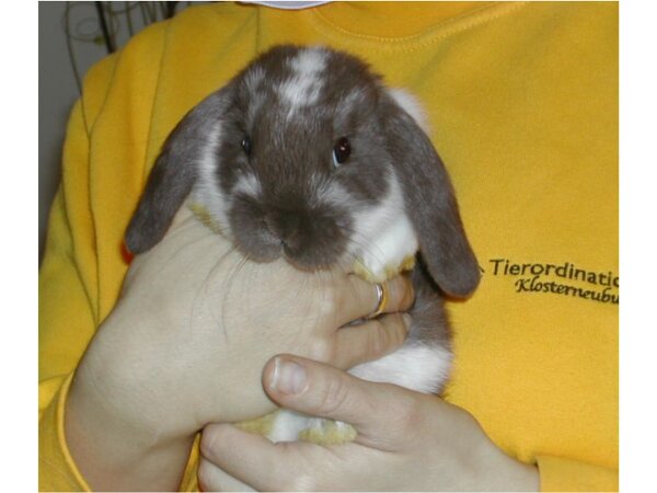 Veteriner klinikleri Tierordination Klosterneuburg Dr. Urban-vet4pet. at Kg, Aşağı Avusturya, foto
