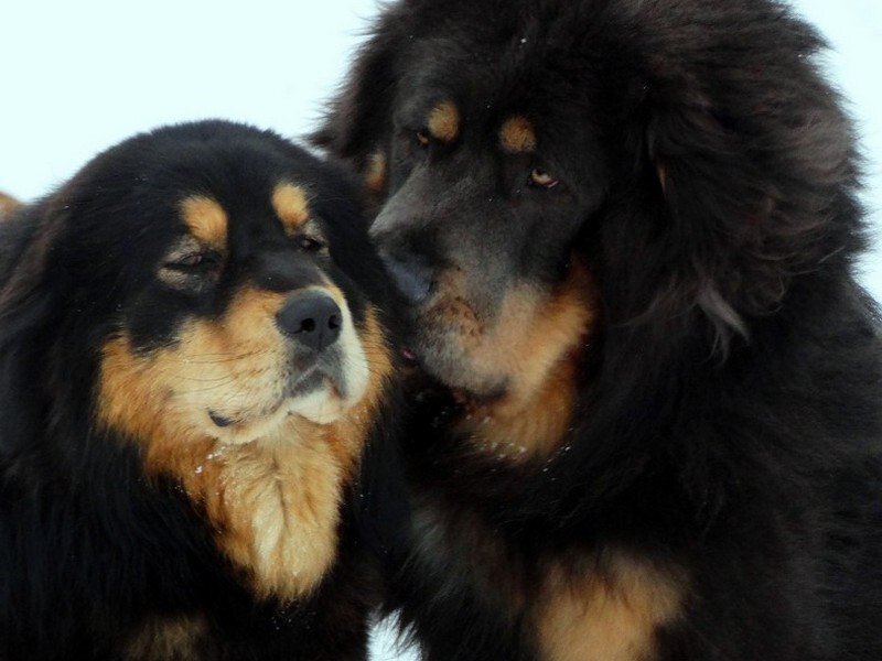Evcil hayvan yetiştiricileri Dom Bolshikh Sobak, Barnaul, foto