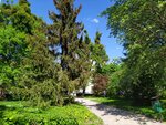сквер писателя Ю. Иванова (Karla Marksa Street No:47), kültür ve eğlence parkları  Kaliningrad'dan