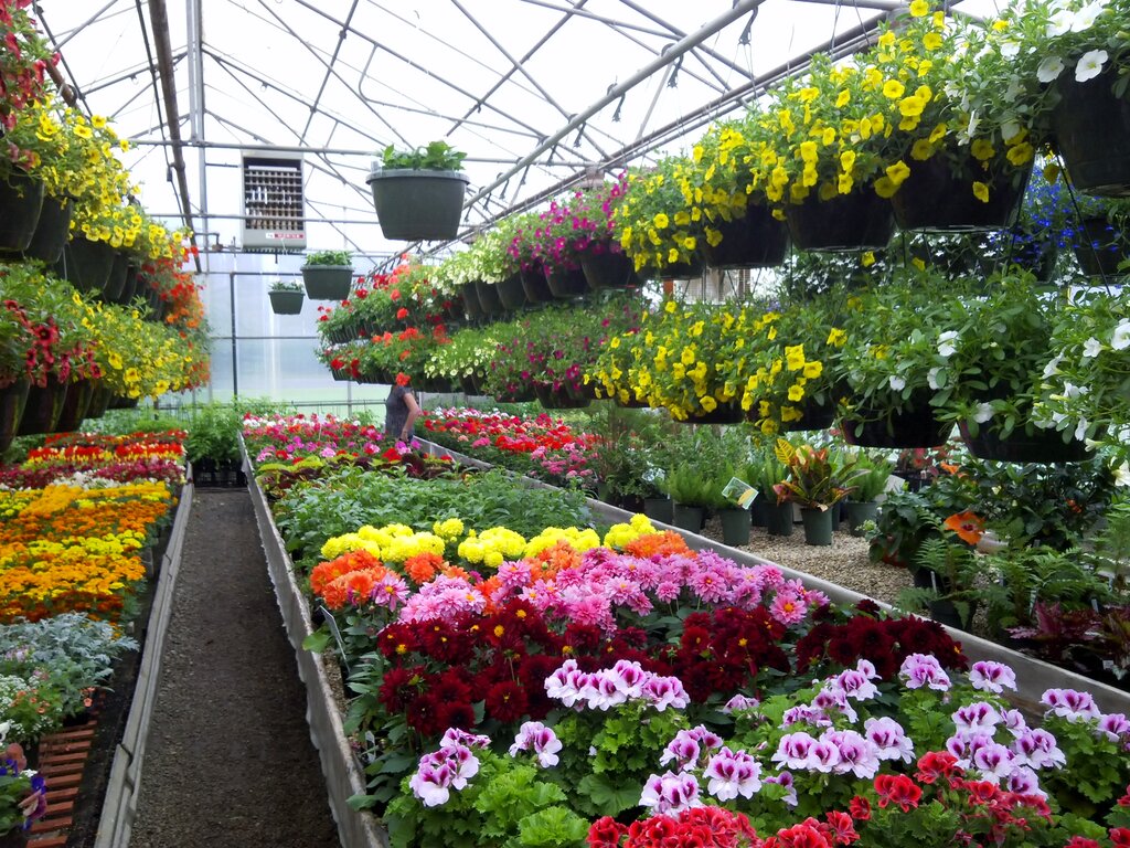 Yapay çam ağaçları ve süsleri Mary's Greenhouse, İllinois, foto