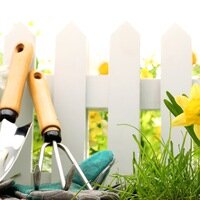 Tohum satan yerler Suchasna dacha, Kiev, foto