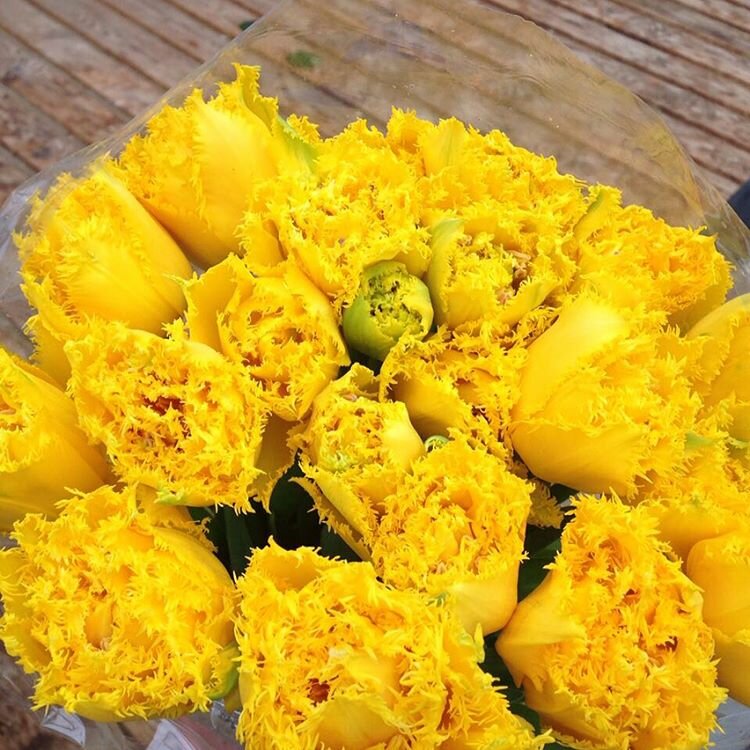 Çiçekçiler Tsvety, Moskova ve Moskovskaya oblastı, foto