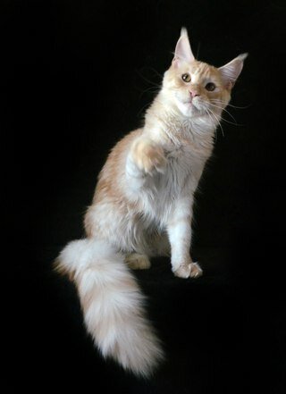 Evcil hayvan yetiştiricileri Pitomnik meyn kunov GrandAvenir, Moskova ve Moskovskaya oblastı, foto