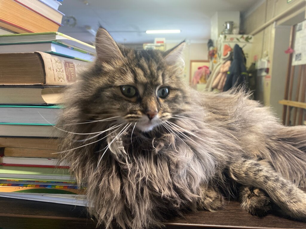 Veteriner klinikleri Ветеринарная клиника Виктория, Novosibirskaya oblastı, foto