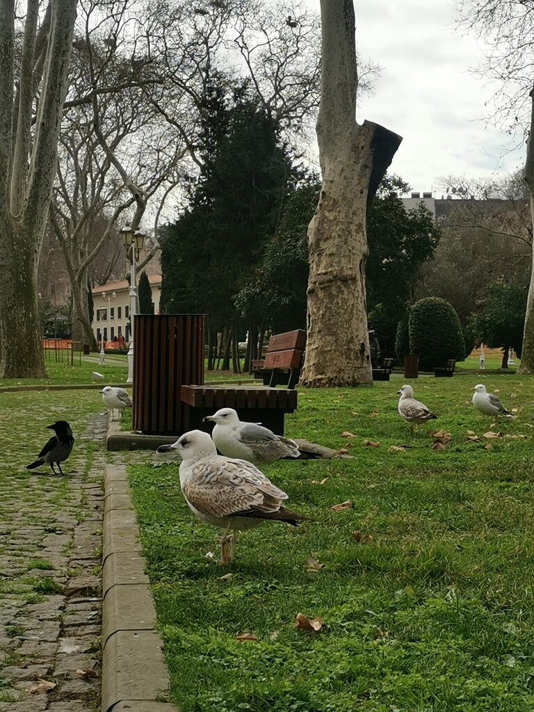 Parklar ve ormanlar İbb Sururi Parkı, İstanbul, foto