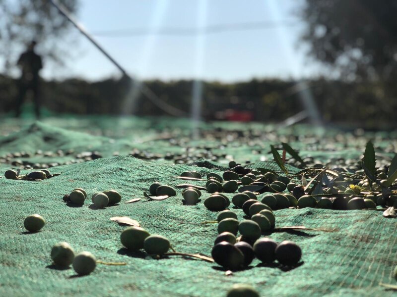 Sanayi ekipmanları firmaları Carlucci Food, Puglia, foto