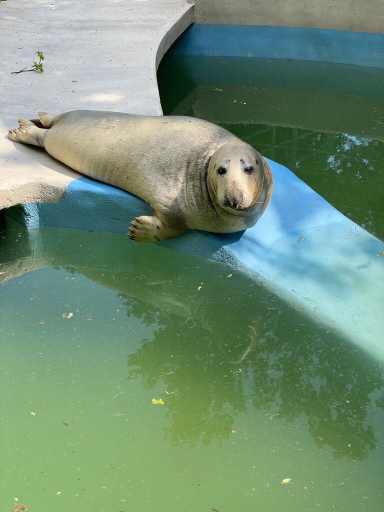 Hayvanat bahçeleri Lithuanian Zoo, Kaunas, foto