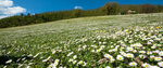 Grifoni Luciano di Grifoni Irene (Tuscany, province of Florence, Via Giosue Carducci, 4), tarım makineleri, ekipmanlar  Toskana'dan