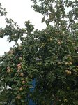 Правление СНТ Эврика (ulitsa Dachnaya 1 No:1, SNT Evrika), bahçecilik dernekleri ve kuruluşları  Kalujskaya oblastından