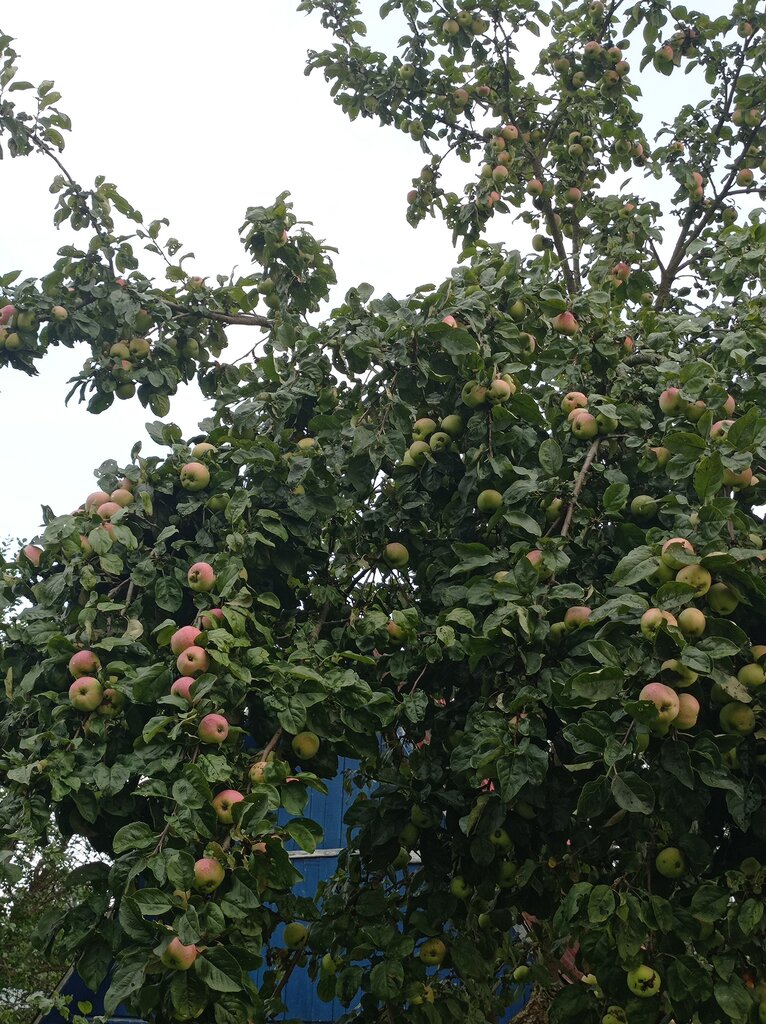 Bahçecilik dernekleri ve kuruluşları Правление СНТ Эврика, Kalujskaya oblastı, foto