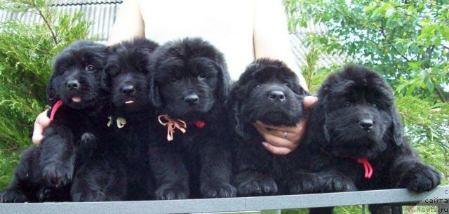 Evcil hayvan yetiştiricileri Pitomnik sobak olganna, Minskaya oblastı, foto